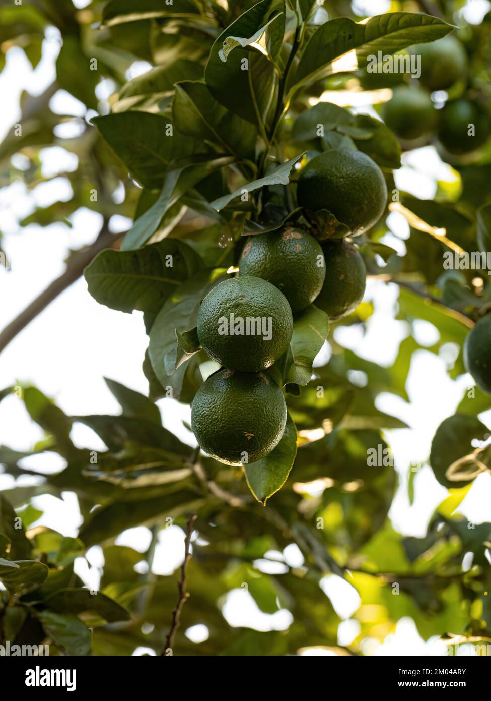 Small Lemon Fruit of the Plant of the Genus Citrus Stock Photo - Alamy