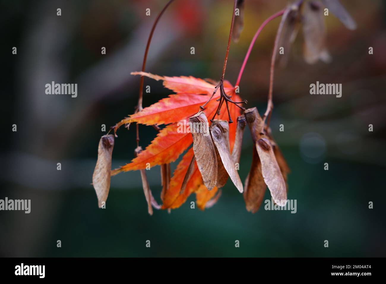 seeds of japanese maple with a leaf in background Stock Photo - Alamy