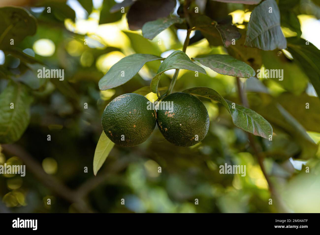 Small Lemon Fruit of the Plant of the Genus Citrus Stock Photo - Alamy