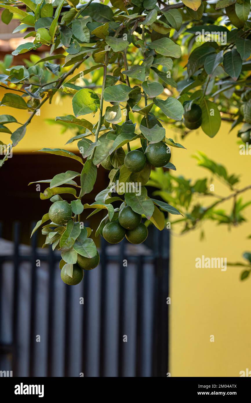 Small Lemon Fruit of the Plant of the Genus Citrus Stock Photo - Alamy
