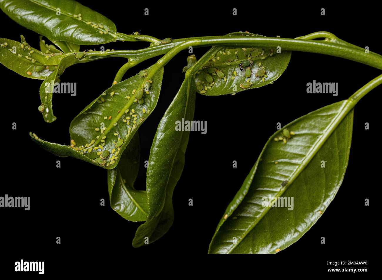 Small Spiraea Aphids of the species Aphis spiraecola on a plant of the ...