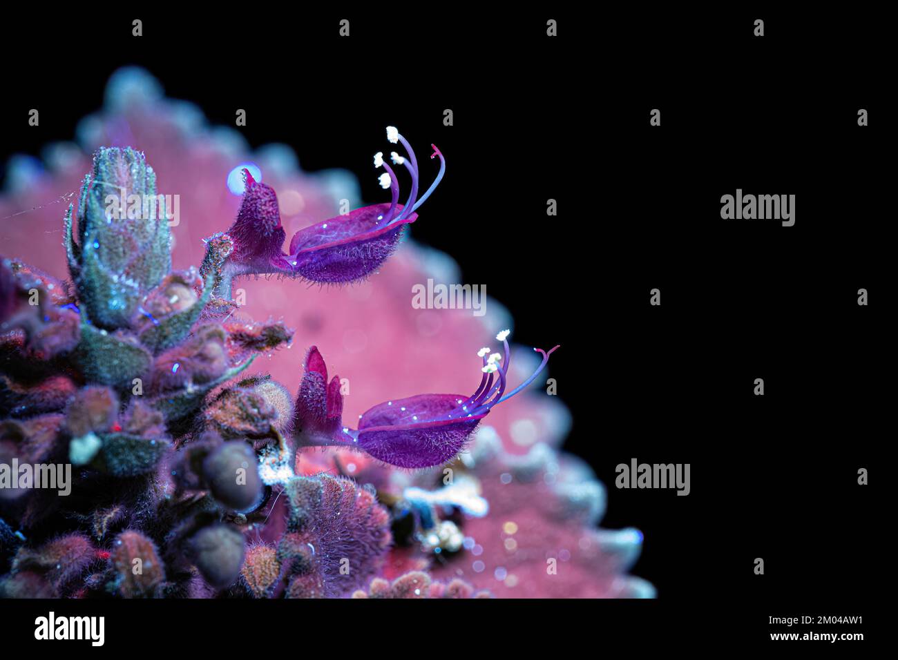Indian Borage Flower of the species Coleus amboinicus under ultraviolet ...