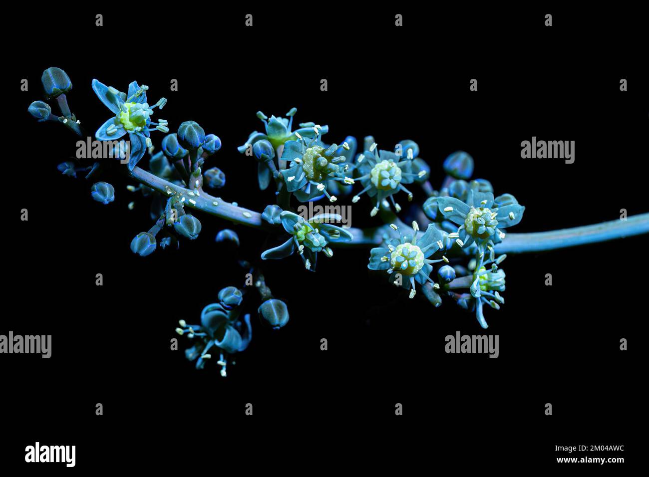 Ambarella Tree Flower of the species Spondias dulcis under ultraviolet ...