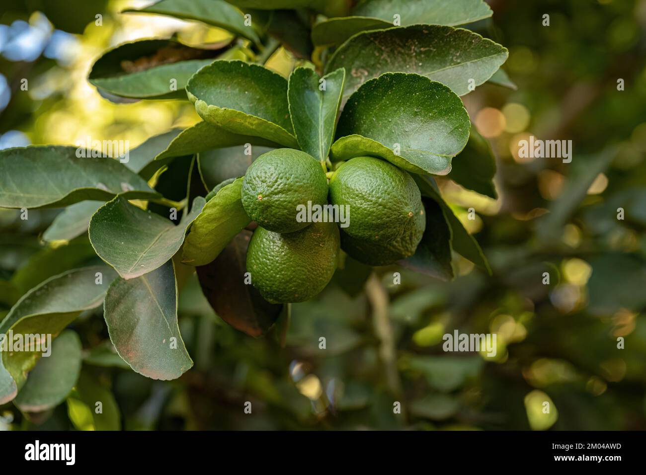 Small Lemon Fruit of the Plant of the Genus Citrus Stock Photo - Alamy