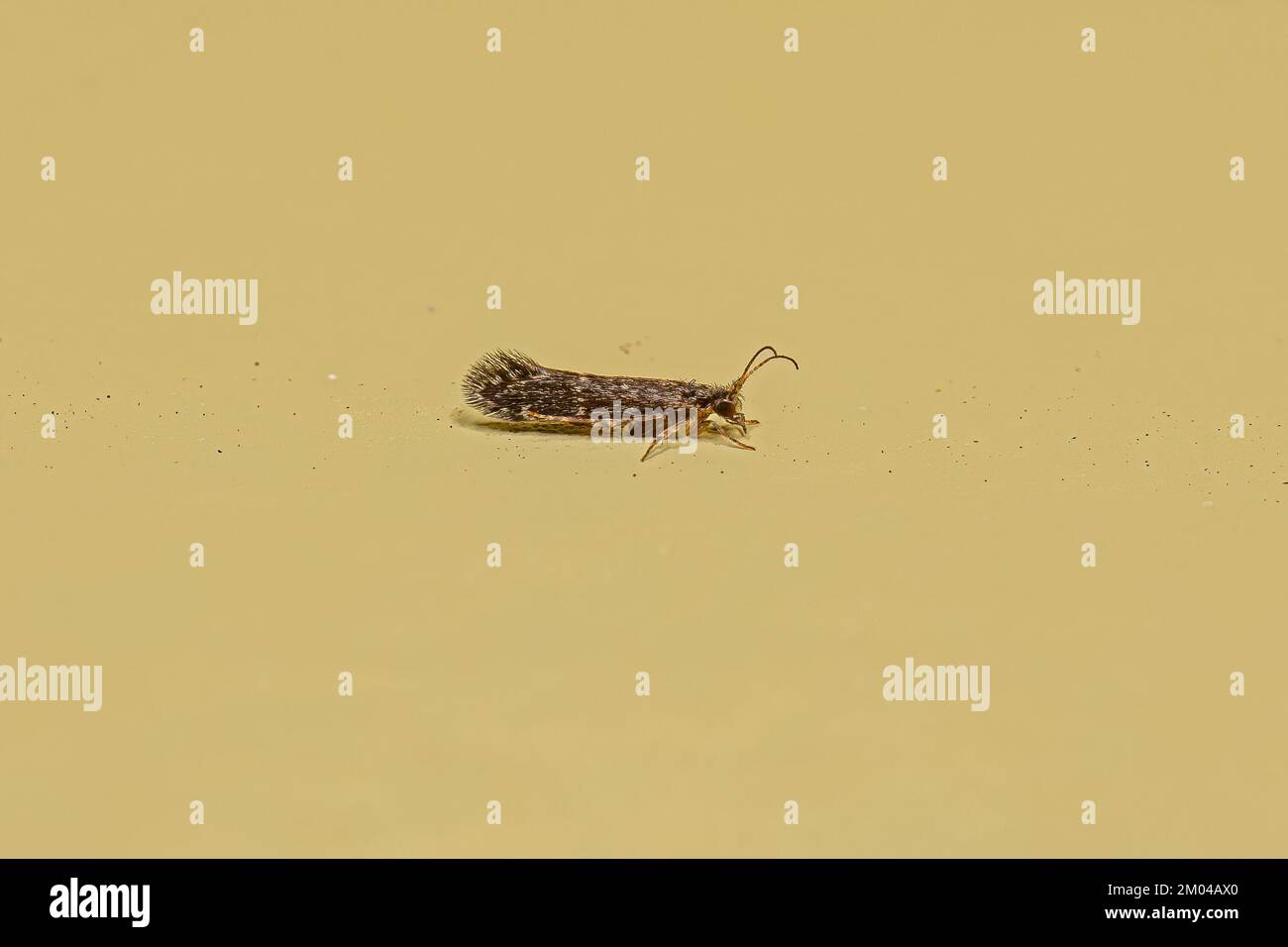 Adult Caddisfly Insect of the Order Trichoptera Stock Photo - Alamy