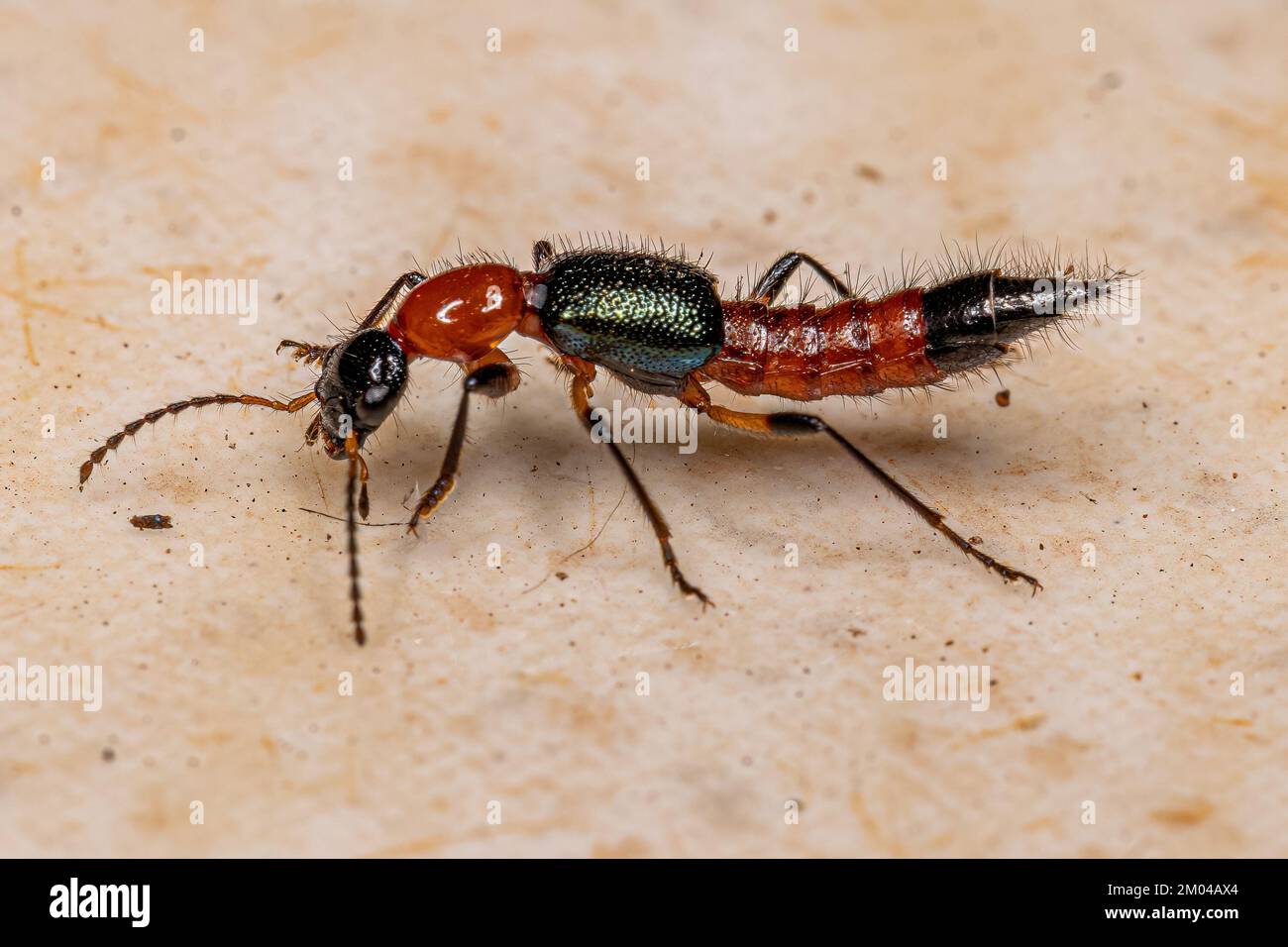 Adult Whiplash Beetle of the Genus Paederus Stock Photo - Alamy