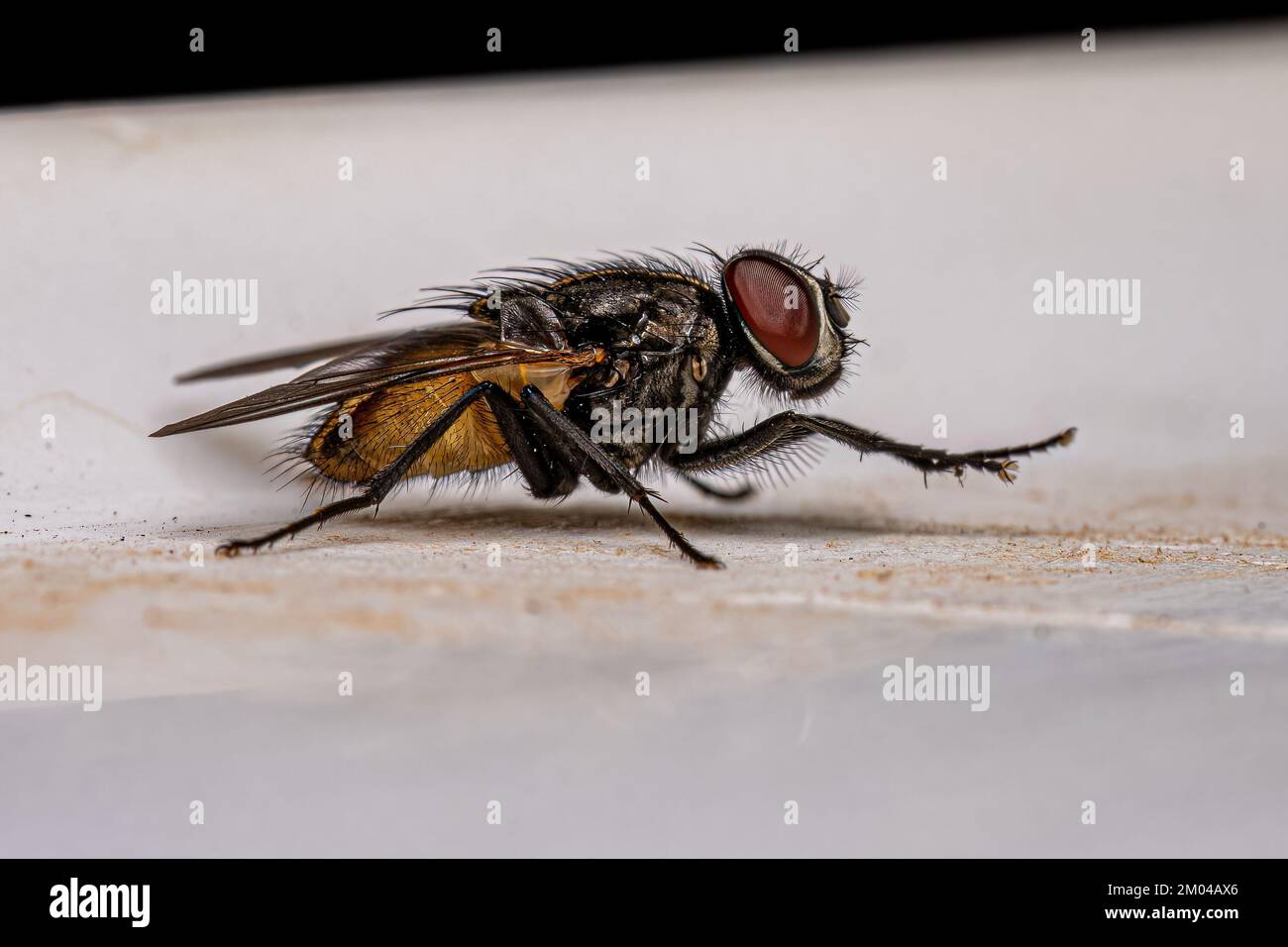 Adult Muscoid Fly of the Family Family Muscidae Stock Photo - Alamy