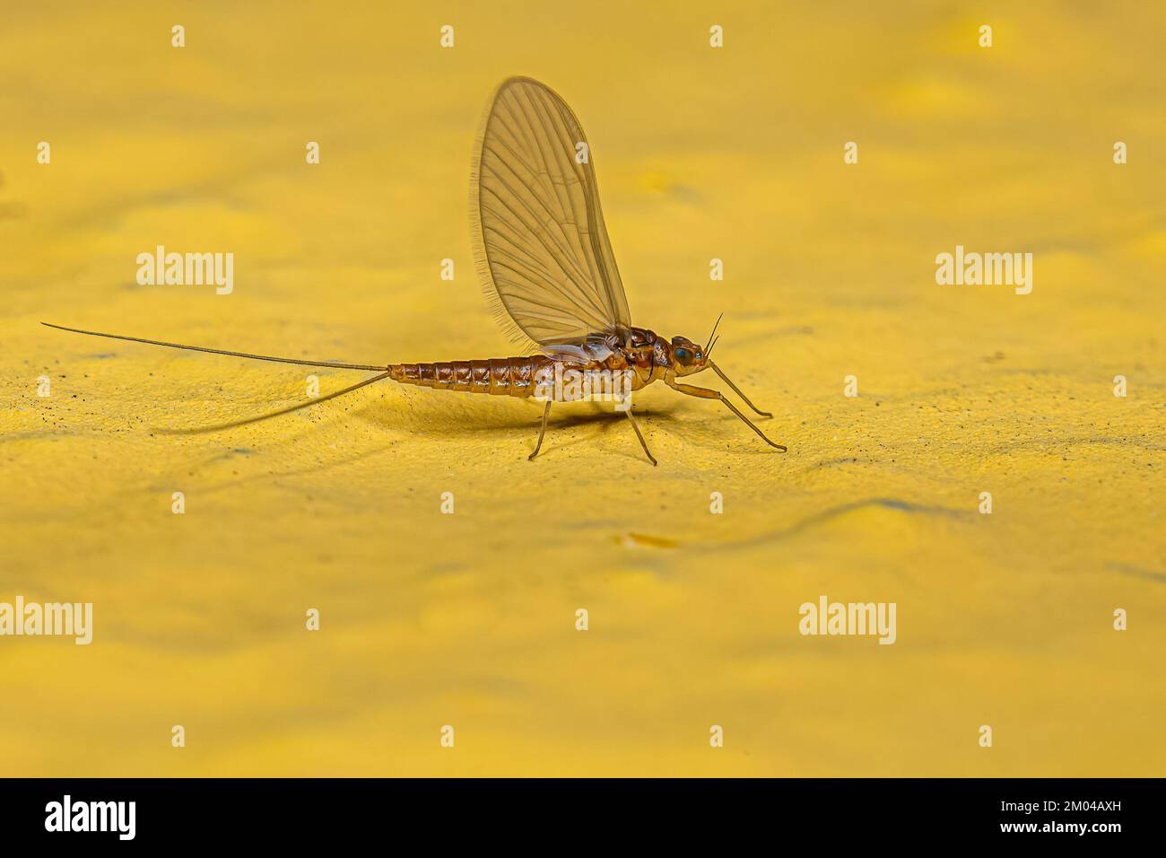Adult Female Mayfly Insect of the Family Baetidae Stock Photo - Alamy
