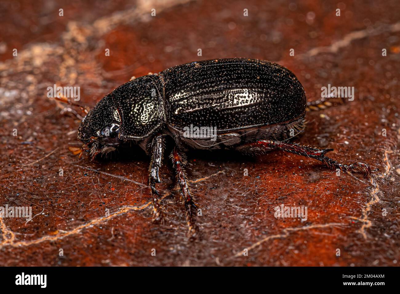 Adult Shining Leaf Chafer Beetle of the Subfamily Rutelinae Stock Photo - Alamy