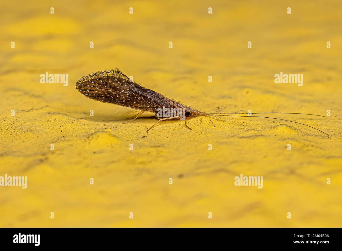 Adult Spiral Caddisfly Insect of the Genus Helicopsyche Stock Photo - Alamy