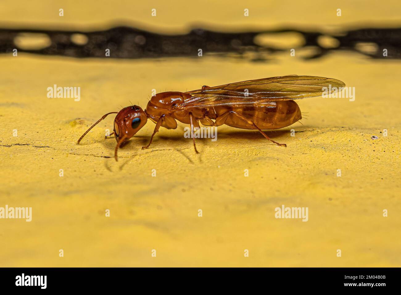 Adult Female Carpenter Queen Ant of the Subgenus Pseudocolobopsis Stock ...