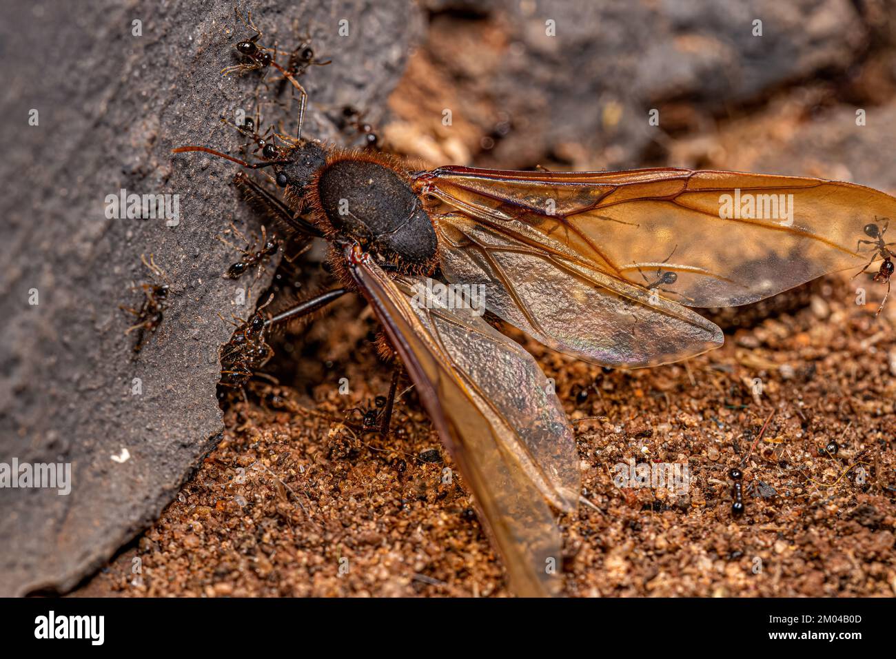 Adult Female Big-headed Ants of the Genus Pheidole preying on an Adult ...