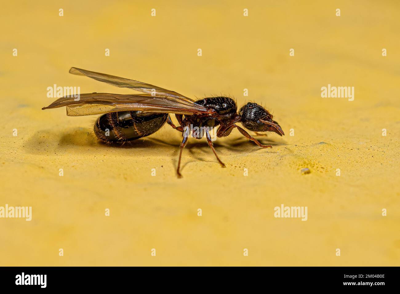 Adult Female Big-headed Ant Queen of the Genus Pheidole Stock Photo - Alamy