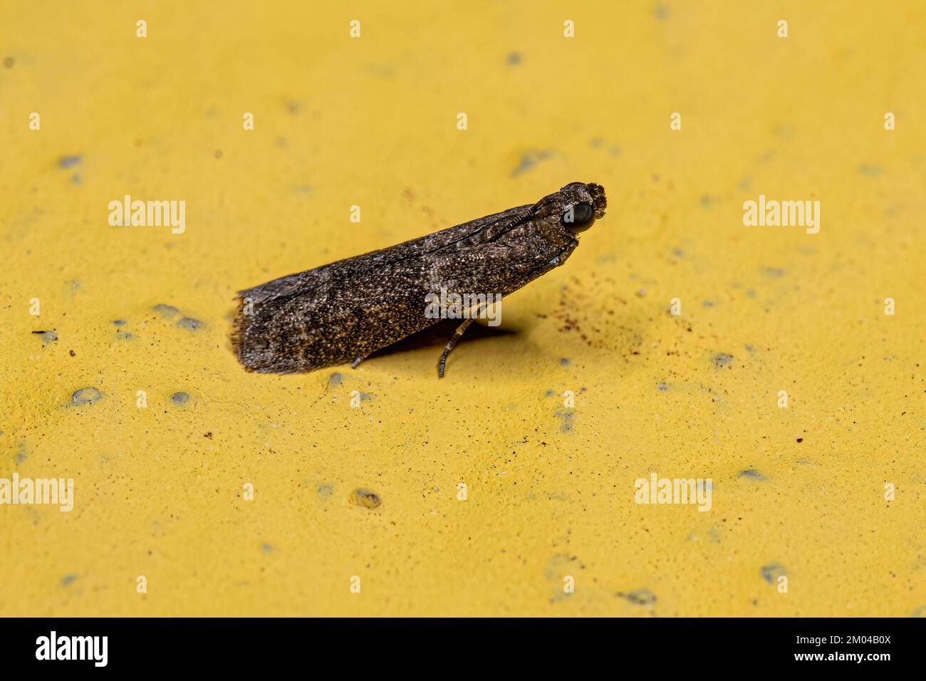 Adult Pyralid Snout Moth of the Family Pyralidae Stock Photo - Alamy