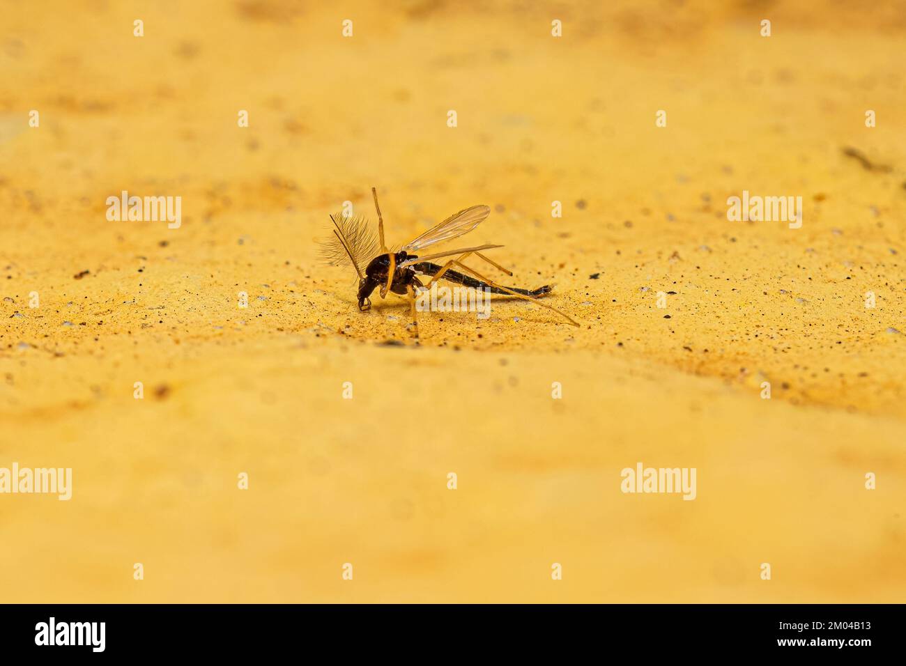 Adult Non-biting Midge of the Family Chironomidae Stock Photo - Alamy