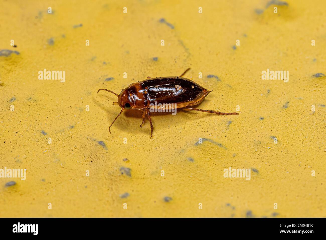 Adult Predaceous Diving Beetle of the Genus Celina Stock Photo - Alamy