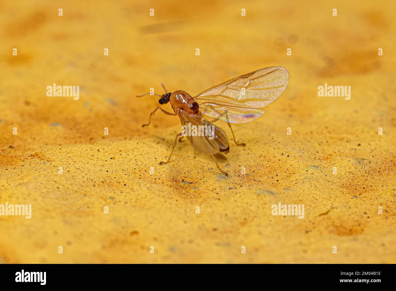 Adult Male Cocktail Ant of the Genus Crematogaster Stock Photo - Alamy
