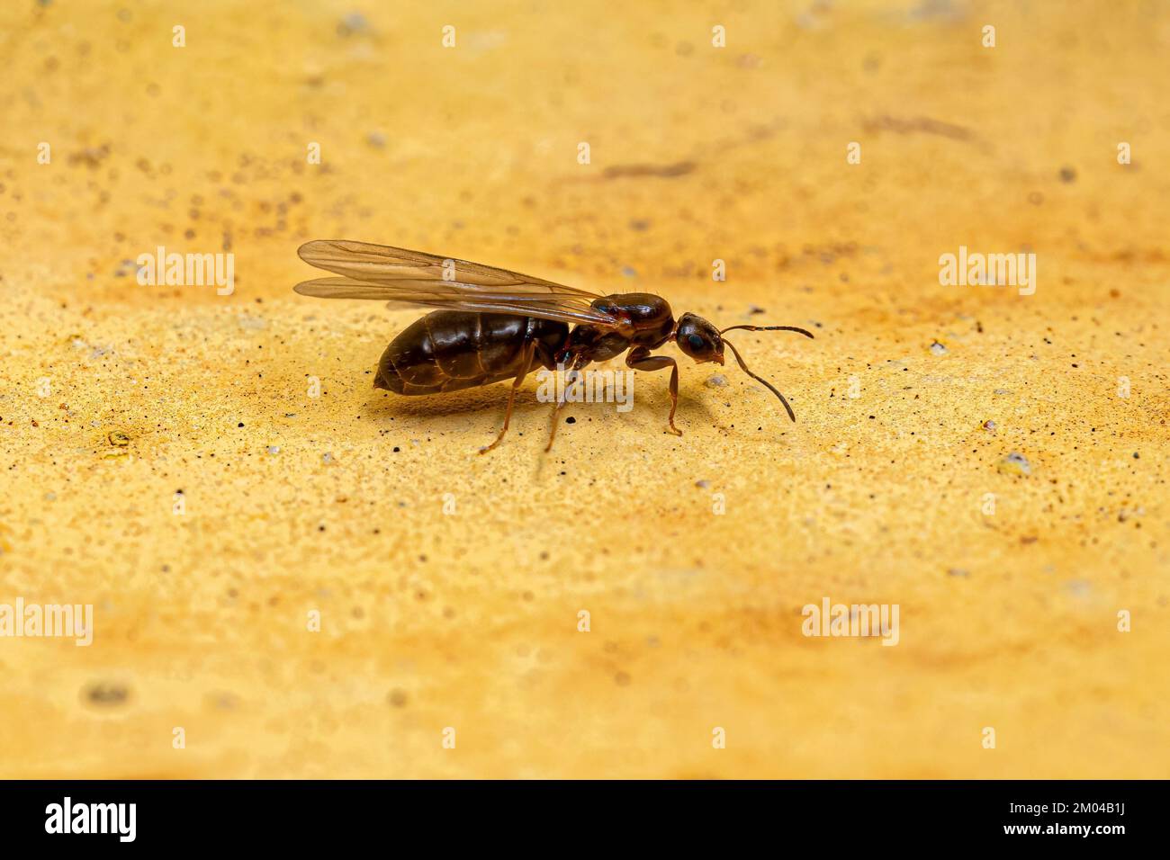 Adult Female Small Adult Rover Queen Ant of the Genus Brachymyrmex ...