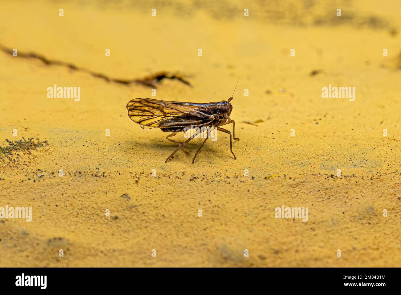 Adult Delphacid Planthopper Insect of the Family Delphacidae Stock ...