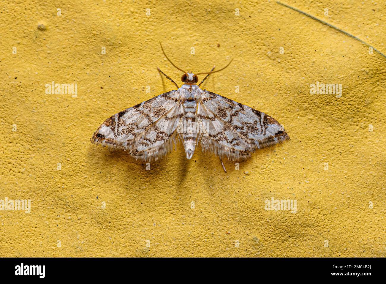 Crambid moth hi-res stock photography and images - Alamy