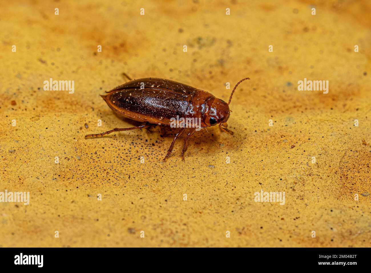 Adult Predaceous Diving Beetle of the Genus Celina Stock Photo - Alamy