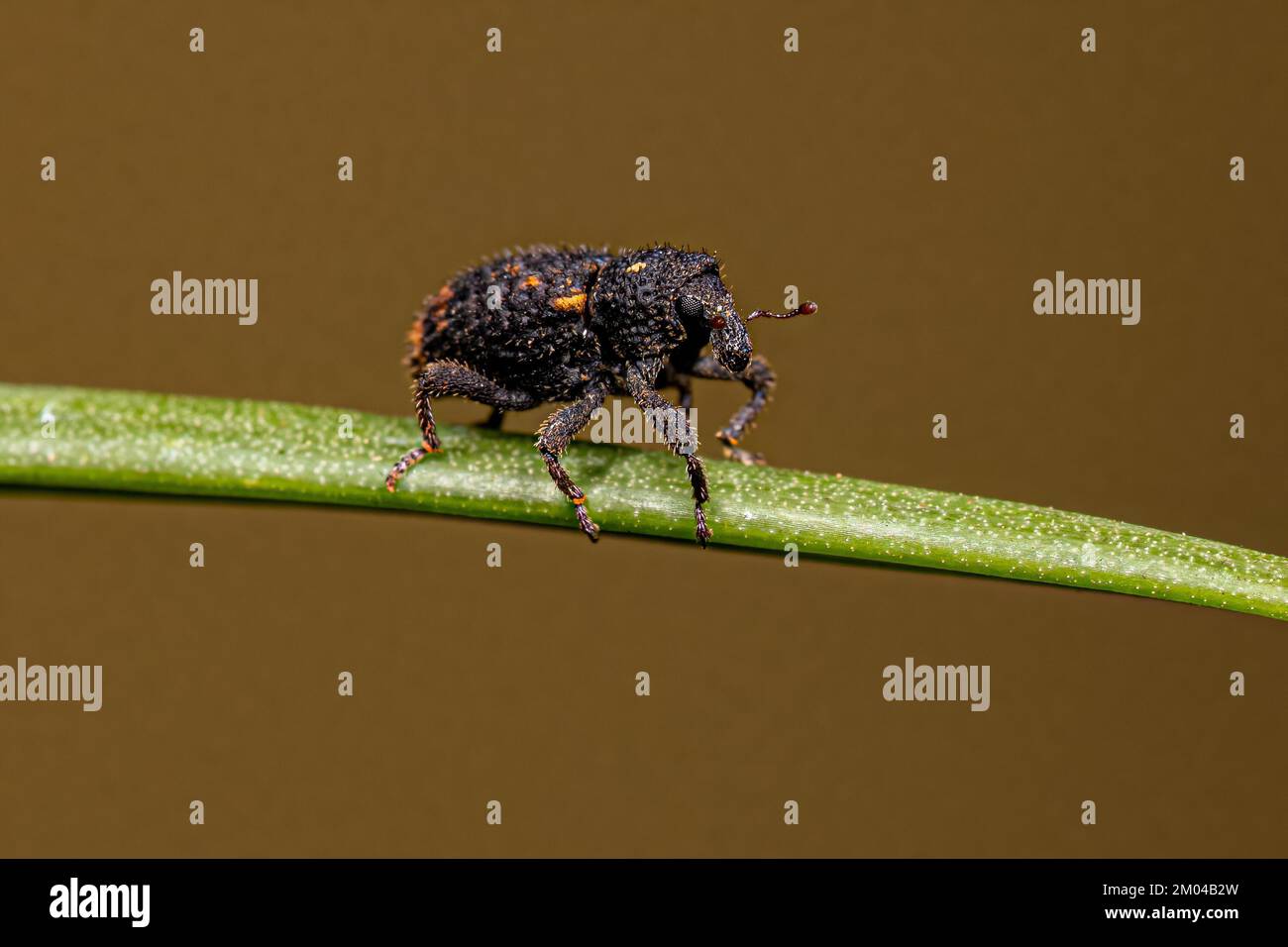 Adult True Weevil of the Family Curculionidae Stock Photo - Alamy
