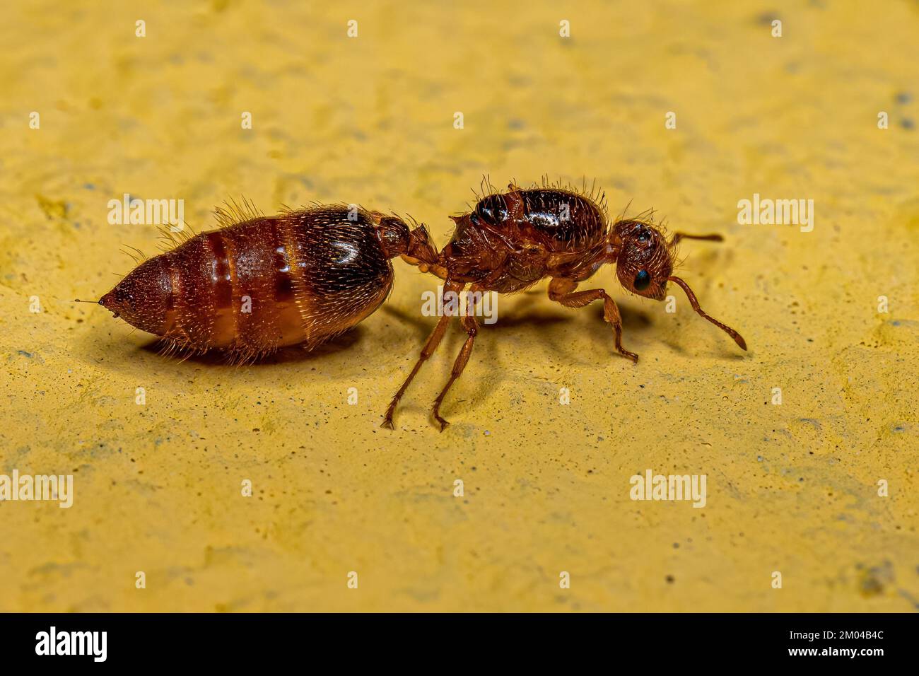 Adult Female Cocktail Ant Queen of the Genus Crematogaster Stock Photo ...