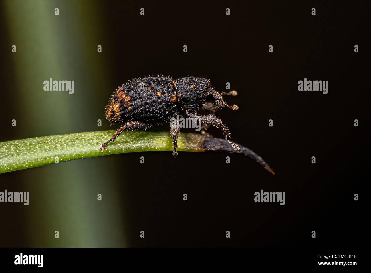 Adult True Weevil of the Family Curculionidae Stock Photo - Alamy