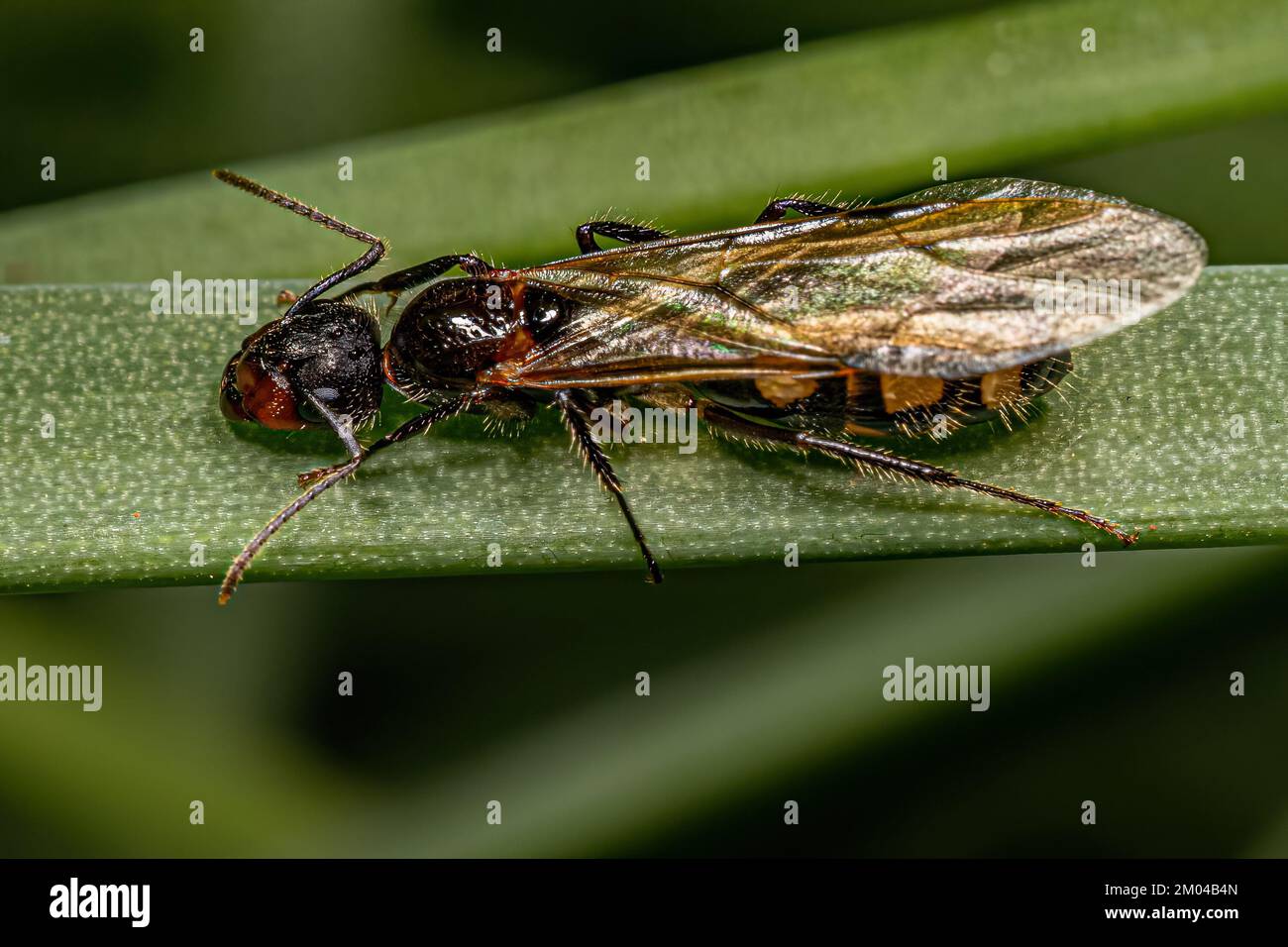 Queen carpenter ant wings hi-res stock photography and images - Alamy