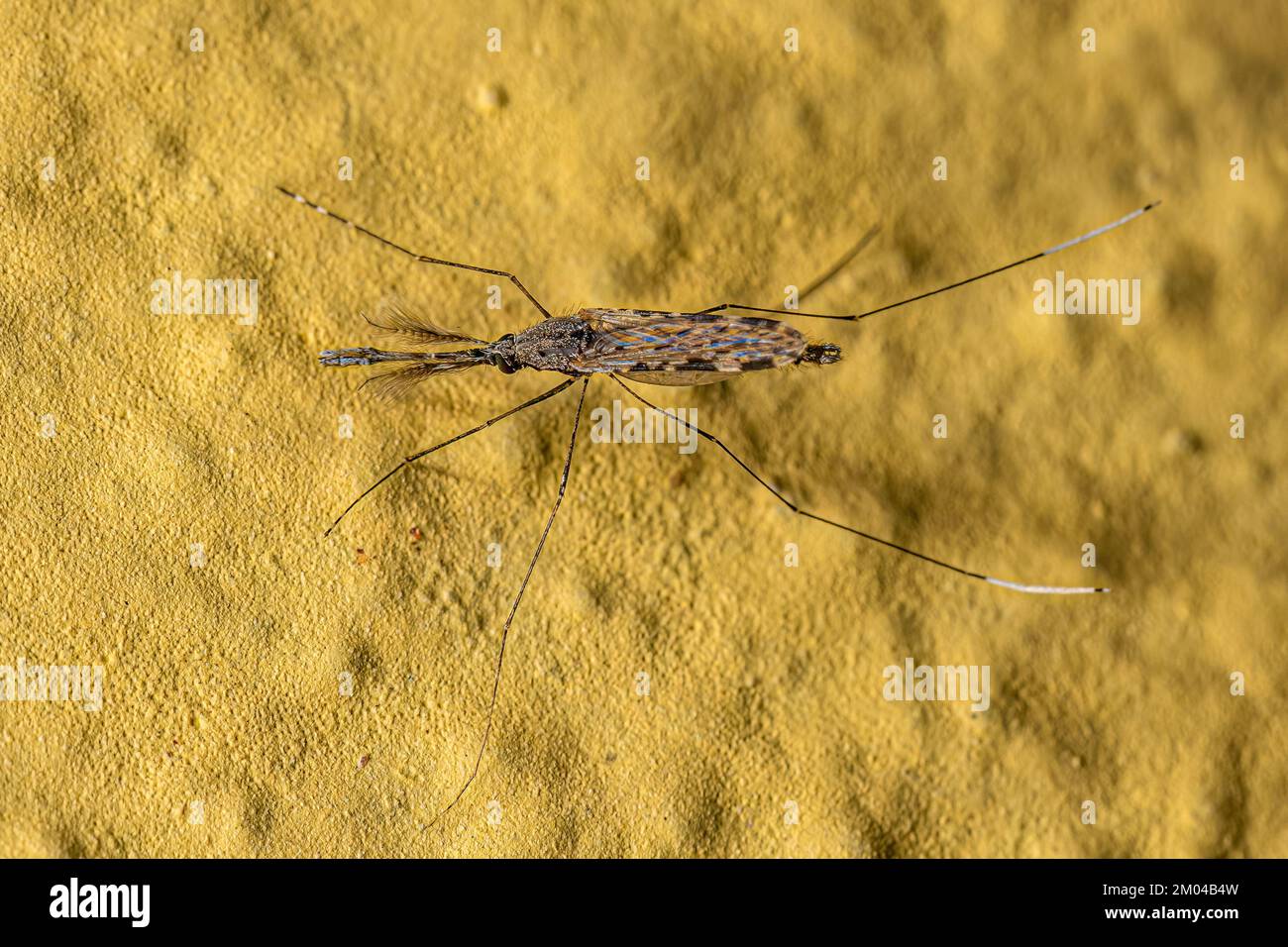 Adult Malaria Mosquito of the Genus Anopheles Stock Photo - Alamy