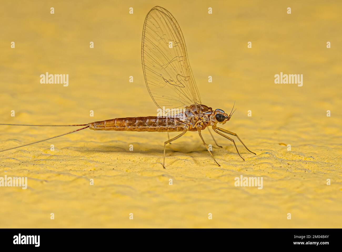 Adult Female Mayfly Insect of the Family Baetidae Stock Photo - Alamy