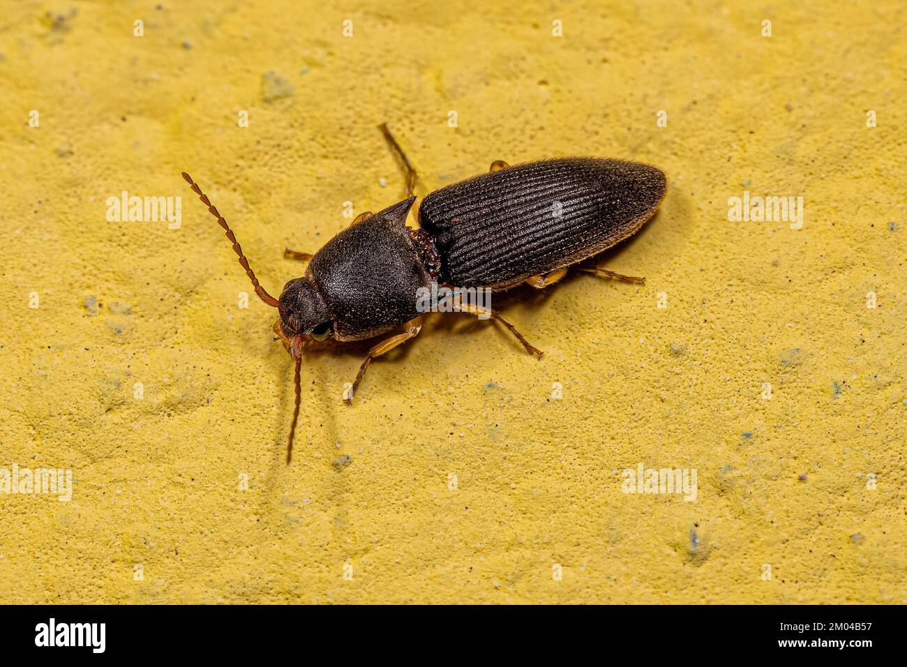 Click beetle bioluminescent hi-res stock photography and images - Alamy