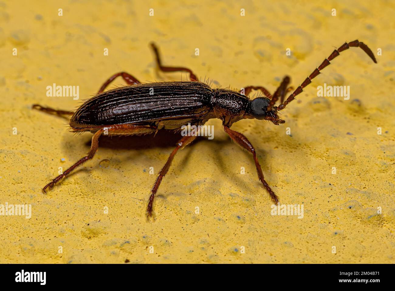 Adult Long-jointed Beetle of the Tribe Lagriini Stock Photo - Alamy