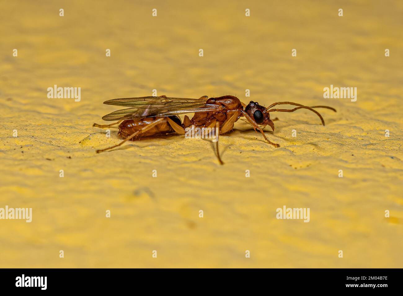 Adult Male Winged Ant of the Family Formicidae Stock Photo - Alamy