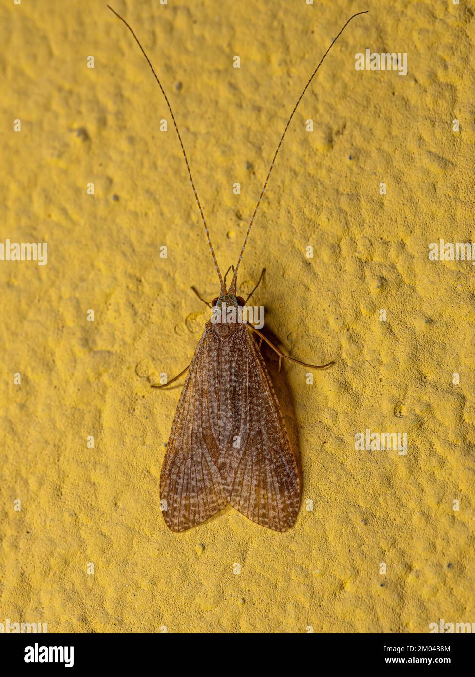 Adult Caddisfly Insect of the Genus Leptonema Stock Photo - Alamy