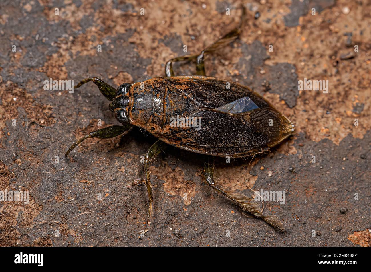Giant water beetle hi-res stock photography and images - Alamy