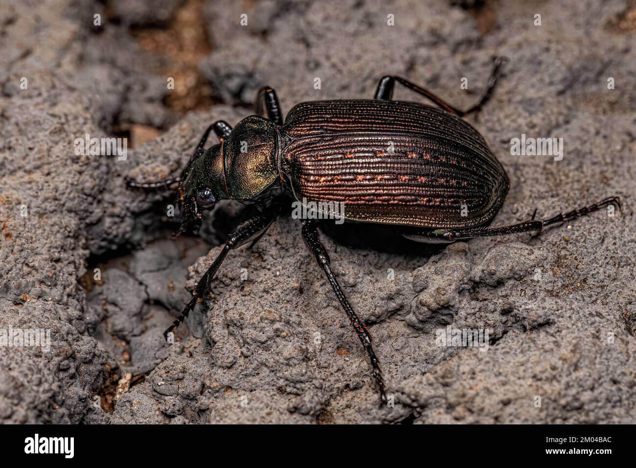 Adult Caterpillar hunter Beetle of the genus calosoma Stock Photo - Alamy