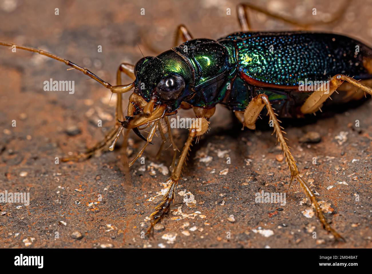 Adult Metallic Tiger Beetle of the Genus Tetracha Stock Photo - Alamy
