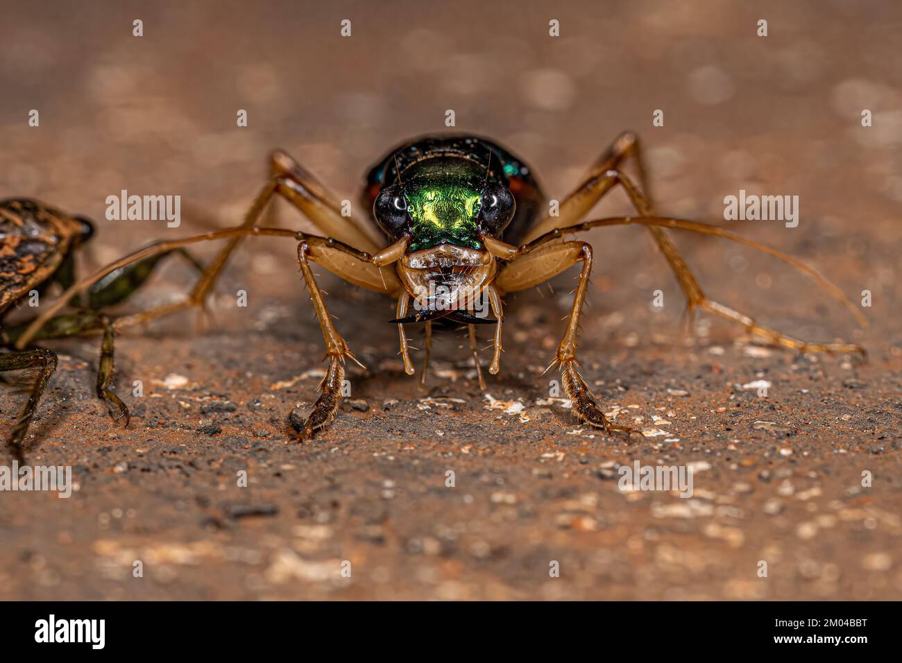Adult Metallic Tiger Beetle of the Genus Tetracha Stock Photo - Alamy
