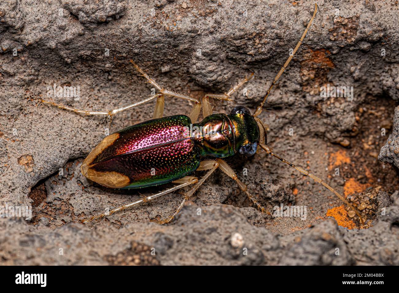 Adult Metallic Tiger Beetle of the Genus Tetracha Stock Photo - Alamy