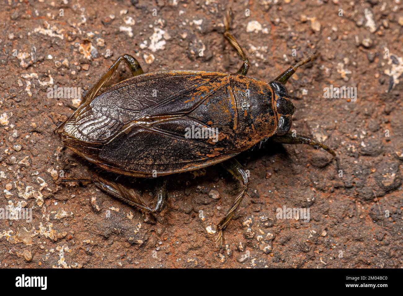 Adult Giant Water Bug of the Genus Belostoma Stock Photo - Alamy