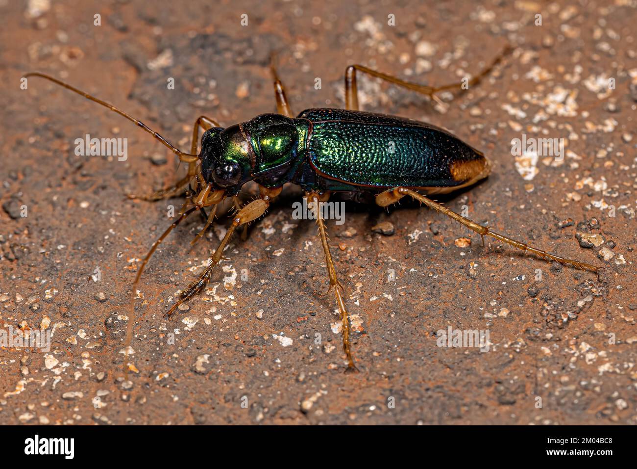 Adult Metallic Tiger Beetle of the Genus Tetracha Stock Photo - Alamy