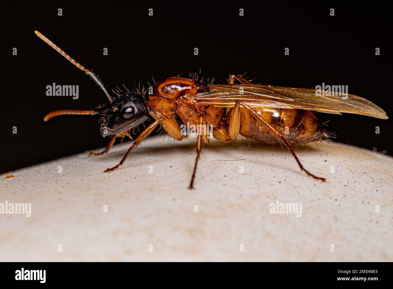 Adult Female Carpenter Queen Ant of the genus Camponotus Stock Photo ...
