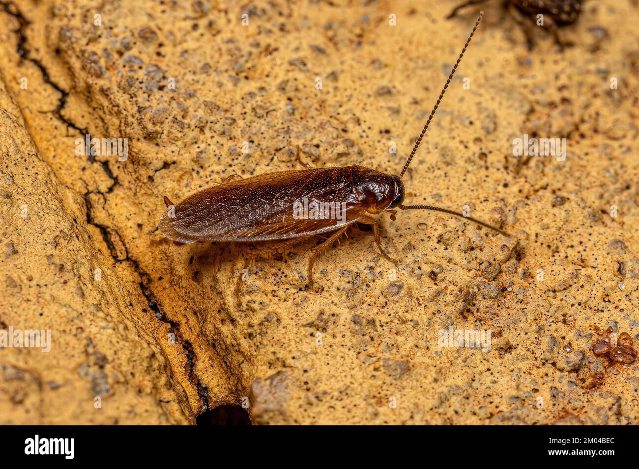 Adult Sand Cockroach of the Family Corydiidae Stock Photo - Alamy