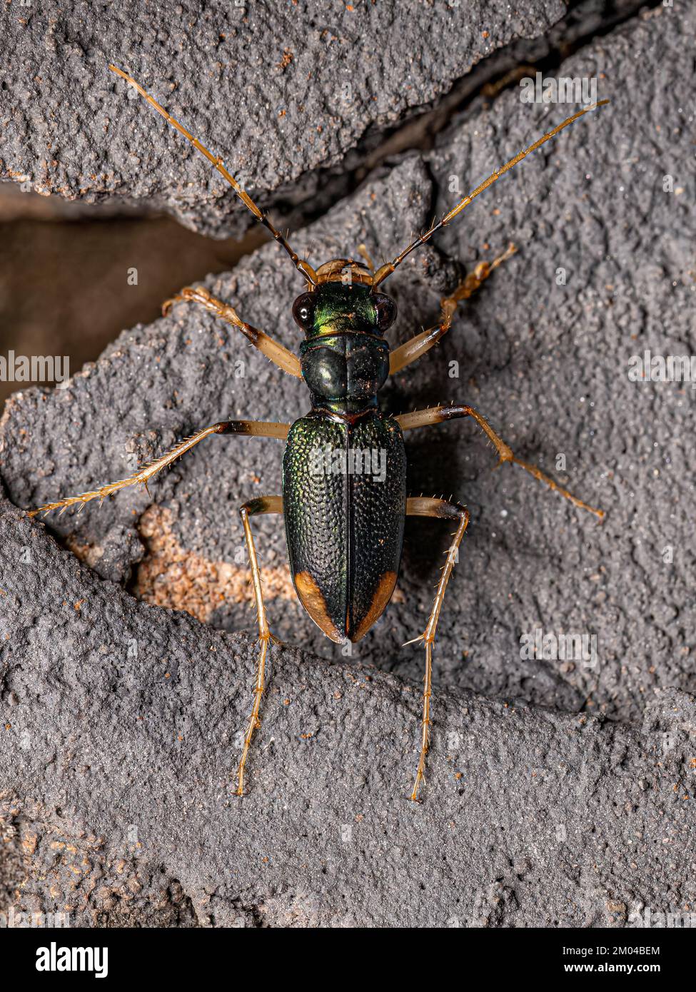 Adult Metallic Tiger Beetle of the Genus Tetracha Stock Photo - Alamy