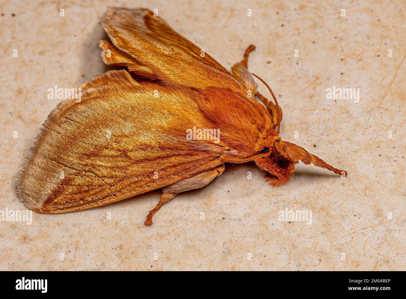 Adult Female Slug Caterpillar Moth of the species Perola villosipes ...