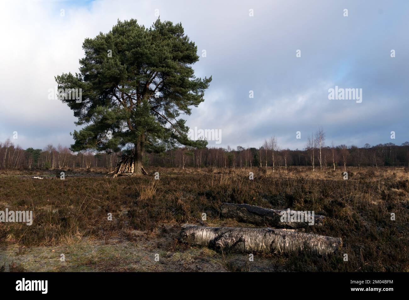 Lone Tree in Winter Stock Photo - Alamy