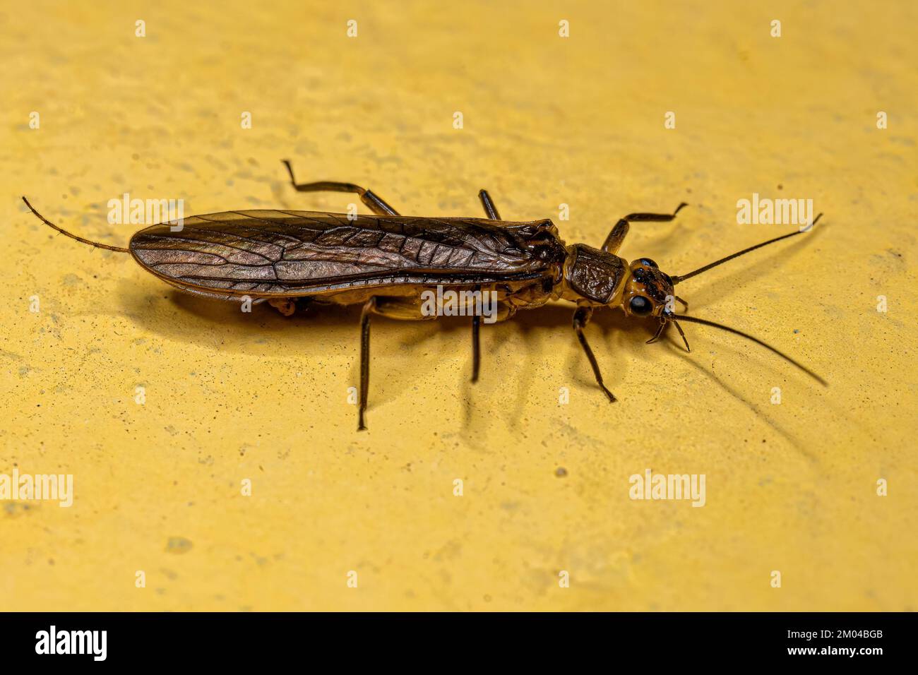 Adult Common Stonefly insect of the Order Plecoptera Stock Photo - Alamy