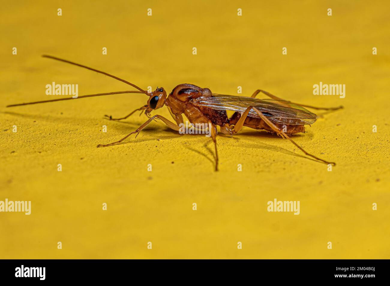 Adult Male Winged Trap-jaw Ant of the Genus Odontomachus Stock Photo ...