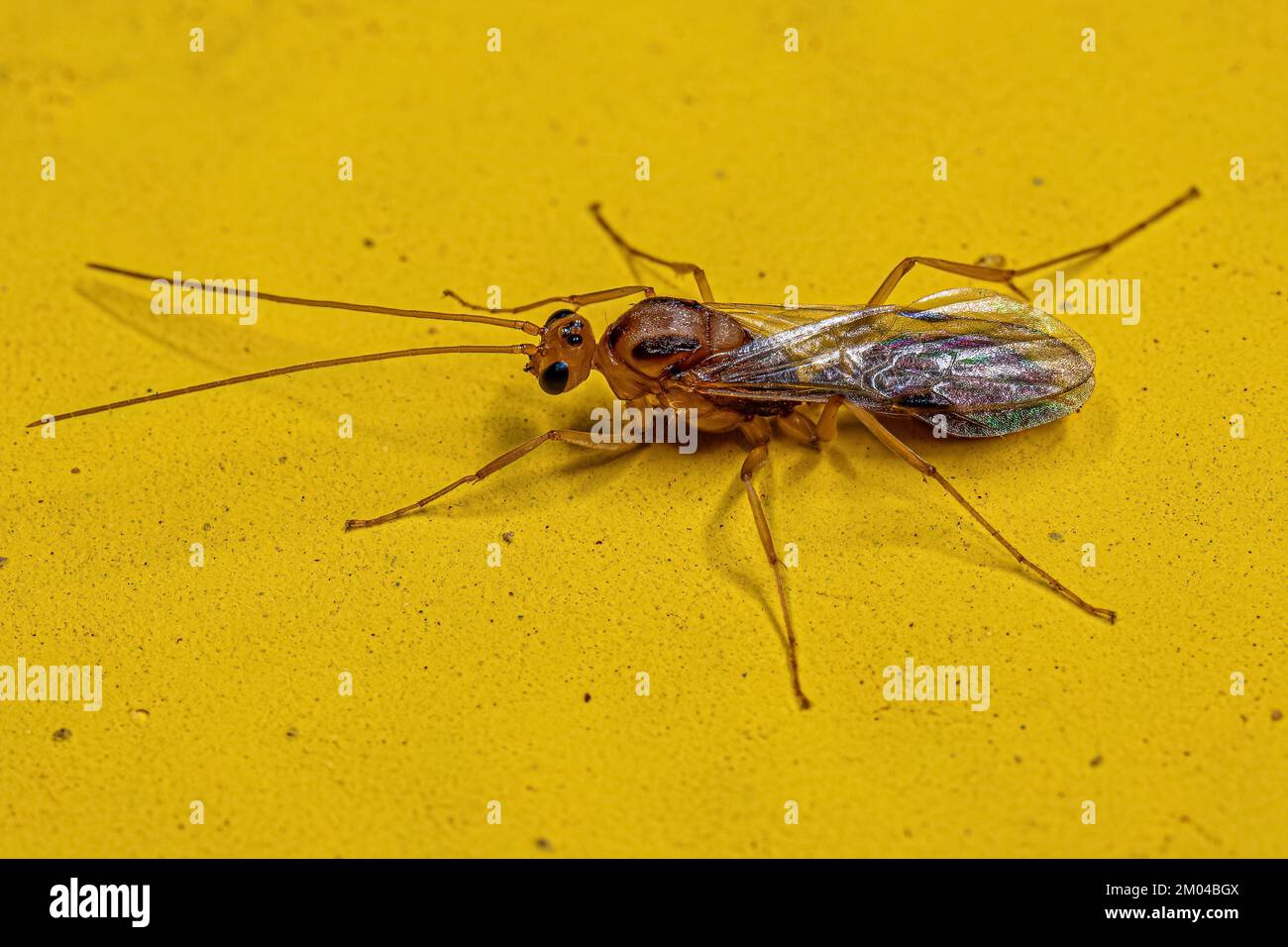 Adult Male Winged Trap-jaw Ant of the Genus Odontomachus Stock Photo ...